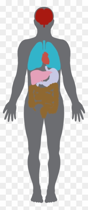P - U - R - E An Acronym For Healthy Detoxification - Human Body ...