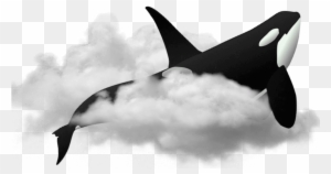Orca Trip - Killer Whale - Free Transparent PNG Clipart Images Download