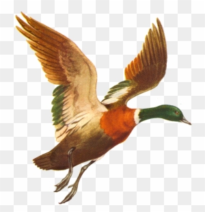 Duck Flying Gif - Duck In Flight Png - Free Transparent PNG Clipart ...