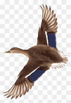 Duck Flying Gif - Duck In Flight Png - Free Transparent PNG Clipart ...
