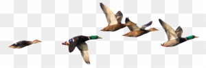 Duck Flying Gif - Duck In Flight Png - Free Transparent PNG Clipart ...