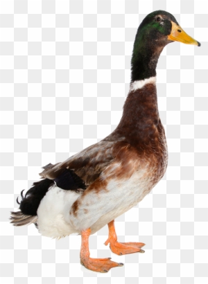 Download Png Image Report - Duck Transparent Background - Free ...