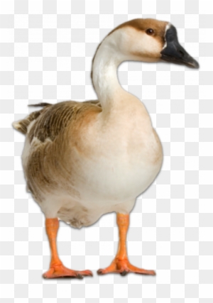 Goose, Transparent PNG Clipart Images Free Download , Page 3 - ClipartMax