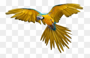 Flying Parrot Clipart - Free Transparent PNG Clipart Images Download