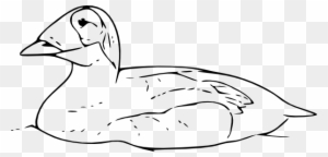 New Pictures Of Cartoon Ducks Cute Duck Swimming Cartoon - Duck Cartoon ...