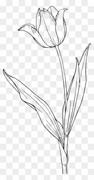 Tulip Clipart Black And White