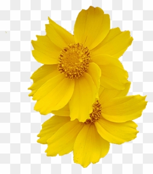 Flowers Gif Without Background - Free Transparent PNG Clipart Images ...