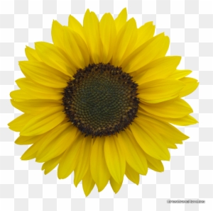 Sunflower Icon - Flower - Free Transparent PNG Clipart Images Download