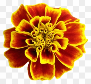 New Beautiful Flower Png - Free Transparent PNG Clipart Images Download