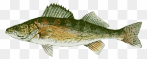 Google Search - Walleye Freshwater Fish - Free Transparent PNG Clipart ...
