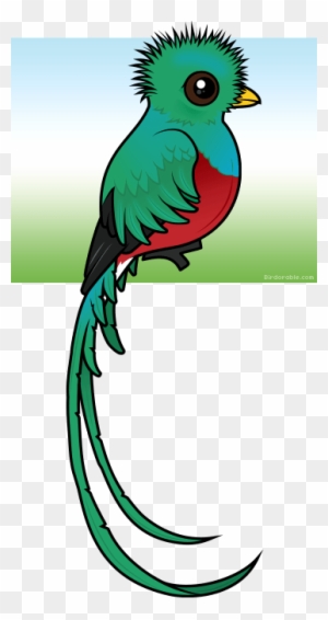 Vector Illustration Of Resplendent Quetzal Bird With - Vector ...