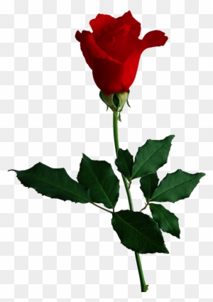 Red Rose Clip Art, Transparent PNG Clipart Images Free Download ...
