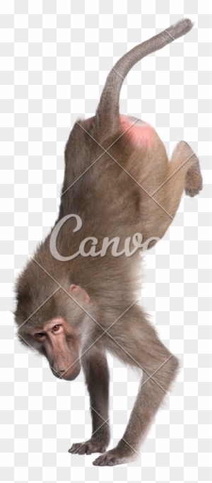 Baboon Performing A Hand Stand - Baboons - Free Transparent PNG Clipart ...