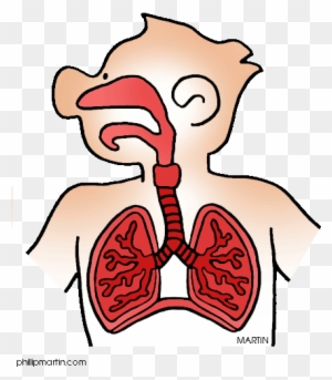 Respiratory System Cartoon For Kids