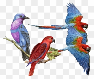 Birds Sticker - Macaw Gif Transparent - Free Transparent PNG Clipart ...