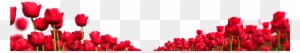 Red Edge Rose Cartoon Transparent - Portable Network Graphics - Free ...
