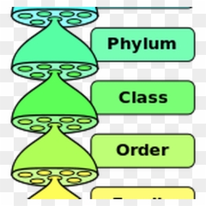Ib Biology - Topic 5 - Classification - Classification Of Living Things ...