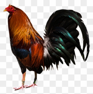 Benefits - Modern Game Fowl - Free Transparent PNG Clipart Images Download