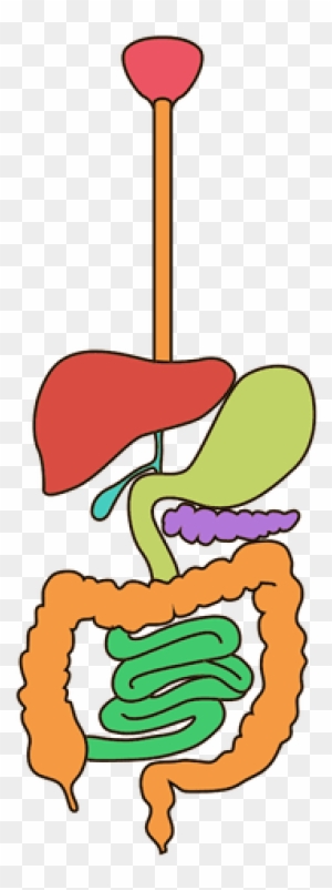 Human Digestive System Clipart