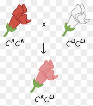 28 Collection Of Multiple Alleles Drawing - Allele - Free Transparent ...