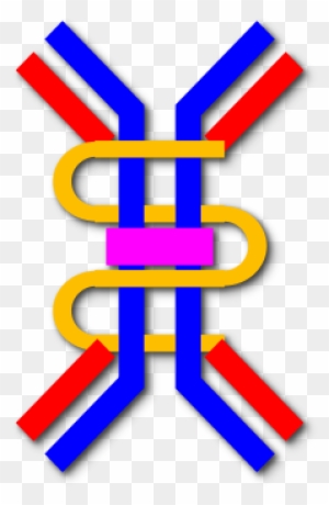 Dimeric Iga Schematic - Iga Antibody - Free Transparent PNG Clipart ...
