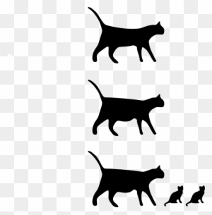 Cat Top View Walking