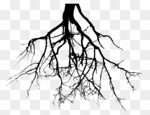 Plant With Roots Clipart, Transparent PNG Clipart Images Free Download ...