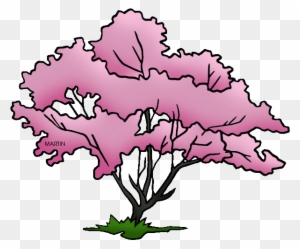 Missouri State Tree - Virginia State Tree Drawing - Free Transparent ...