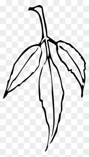 Gum Leaves - Gum Leaf Clip Art - Free Transparent PNG Clipart Images ...