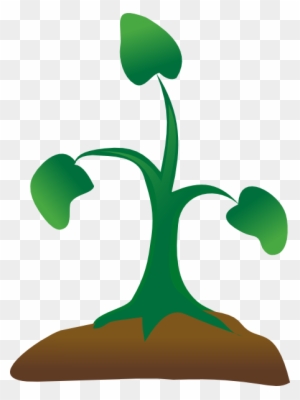 Seed Seedling Sapling Tree - Free Transparent PNG Clipart Images Download