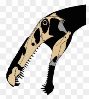 Known Skull Elements - Irritator - Free Transparent PNG Clipart Images ...