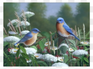 Lacey Blues Eastern Bluebirds Limited Edition Print - Eastern Bluebird ...