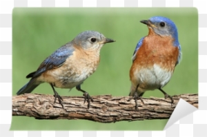 Eastern Bluebird - Free Transparent PNG Clipart Images Download