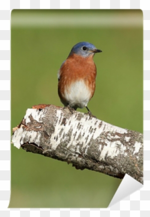 Eastern Bluebird - Free Transparent PNG Clipart Images Download