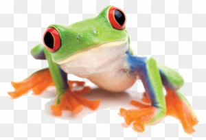 Red Eyed Tree Frog Clip Art, Transparent PNG Clipart Images Free ...