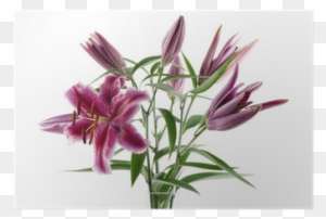 Cluster-lilies - Free Transparent PNG Clipart Images Download