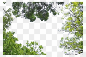 Tree Branch Png - Corner Ieaves By Evelivesey - Free Transparent PNG ...