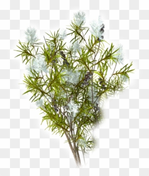 Tea Plant - Free Transparent PNG Clipart Images Download