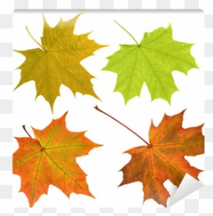 Four Maple Leaves Isolated On Whitee Wall Mural • Pixers® - Maple ...