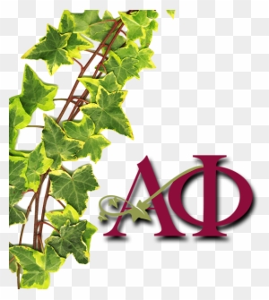 Alpha Phi Ivy Leaf