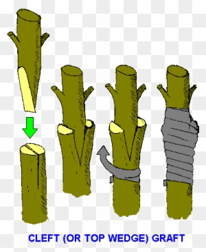 My Next Project - Grafting Artificial Vegetative Propagation - Free ...