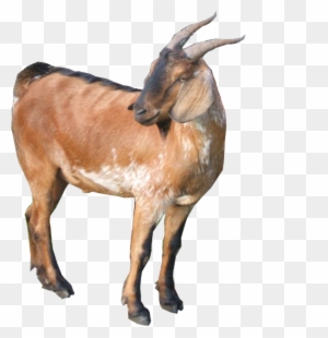 Livestock Clipart, Transparent PNG Clipart Images Free Download , Page 3 - ClipartMax