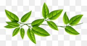 Leaves Group Line Transparent Png - Green Leaves Transparent Background ...