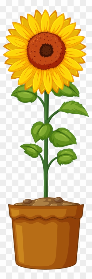 Life Cycle - Life Cycle Of A Sunflower - Free Transparent PNG Clipart ...