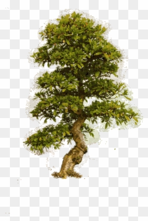 Zip File Link Is In The End Of The Post - Picsart Tree Png - Free ...