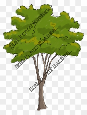 Fia Trees Elevation - Sketch - Free Transparent PNG Clipart Images Download