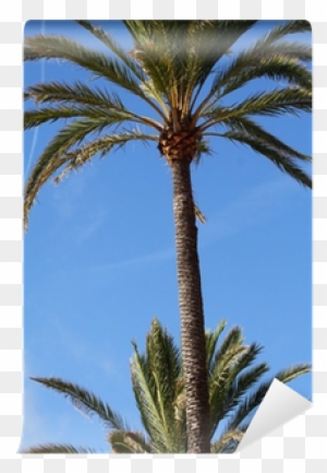 Smiley Palm - Dates - Free Transparent PNG Clipart Images Download