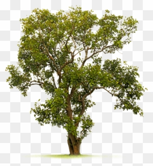 Arvore - Battle Of Iron Gulch - Free Transparent PNG Clipart Images ...