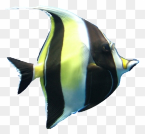 Coral Reef Aquarium - Coral Reef Fish No Background - Free Transparent ...