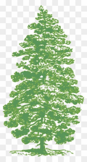 Parts Of A Tree Clipart, Transparent PNG Clipart Images Free Download ...